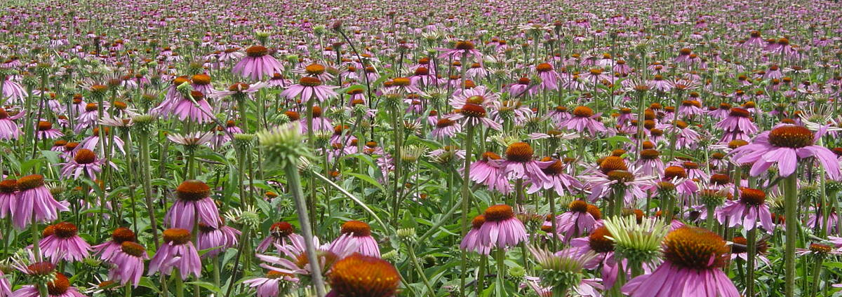 agrimed GmbH | Homepage | agrimed GmbH